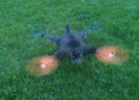 Gato Volador | The Clinic