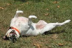 Las 10 actitudes de los perros de las que has sido testigo y que no ...