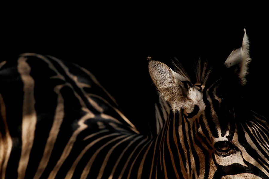 Galería tierna: Zoológico Metropolitano presenta cría de cebra