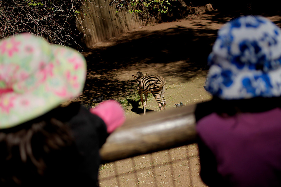 Galería tierna: Zoológico Metropolitano presenta cría de cebra