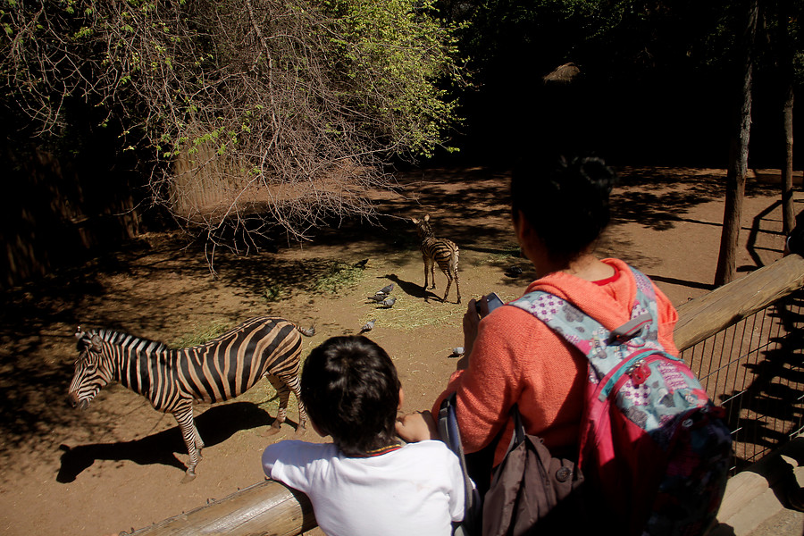 Galería tierna: Zoológico Metropolitano presenta cría de cebra