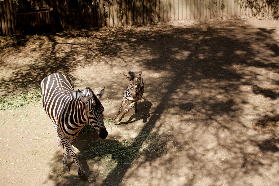 Galería tierna: Zoológico Metropolitano presenta cría de cebra