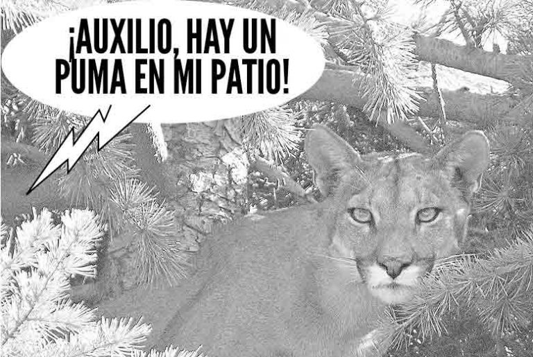 Guía imprescindible: Cómo cuidar a tu puma