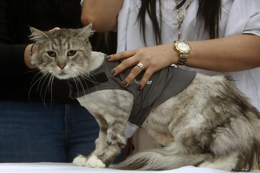 Implantan por primera vez en Colombia un marcapasos a un gato