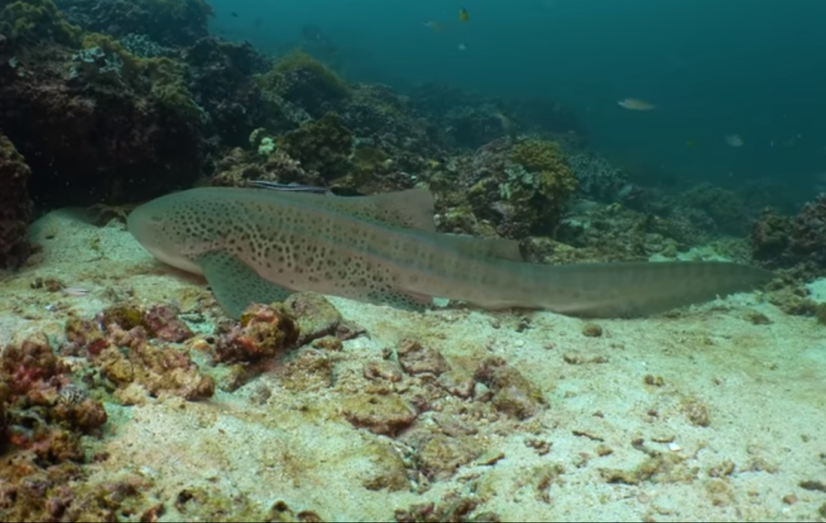 China cría tres tiburones cebra, especie que se encuentra en peligro de ...