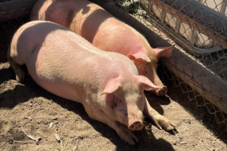 "Serán cuidados y protegidos": cerdos rescatados en Maipú tuvieron ...