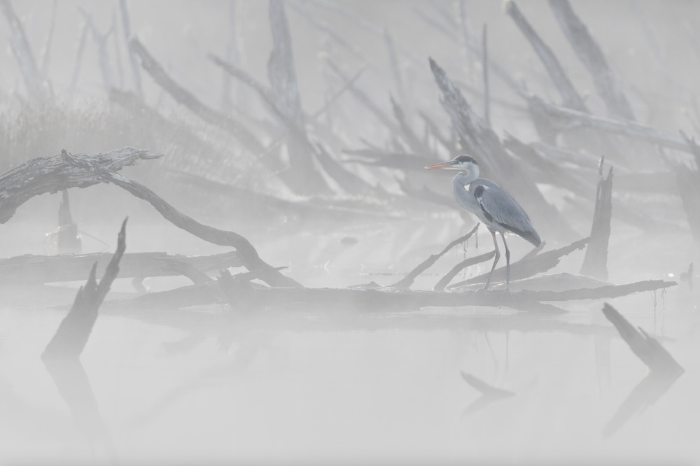 FOTOS. “Aves de Chile”: Las imágenes ganadoras del Concurso de ...