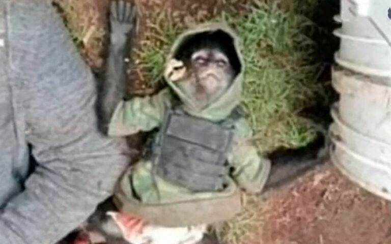 La historia del "mono sicario" que murió tras un tiroteo en México