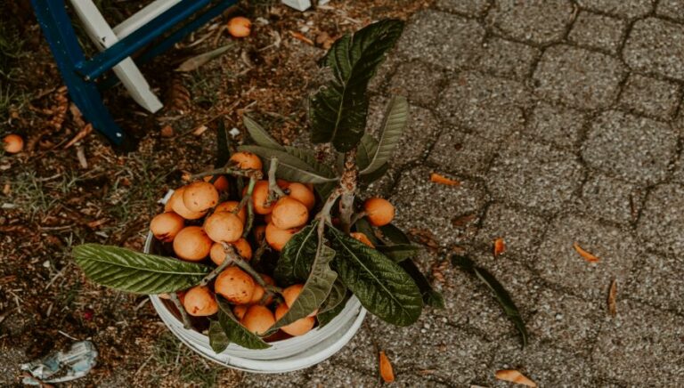 El Día del Níspero: a cobrar lo prometido | The Clinic