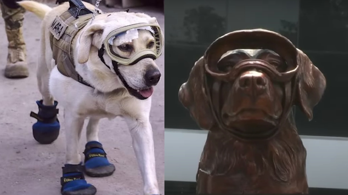 Murió Frida, la heroina canina de México