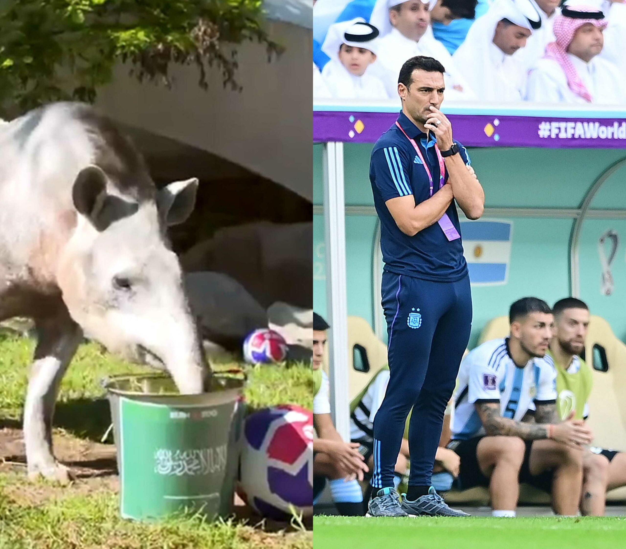 Tapir Manolo le achuntó al ganador de Argentina y Arabia Saudita