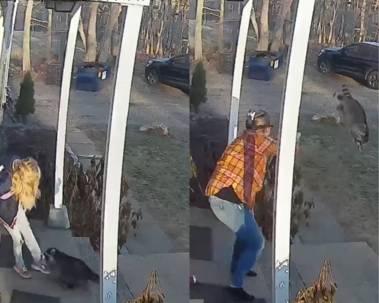 VIDEO. Niña es atacada por mapache y madre va a su rescate