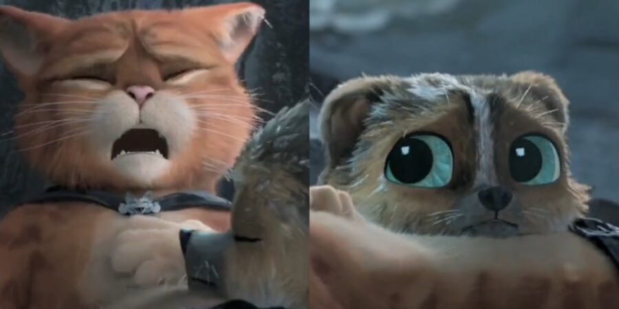 Irresistible: El felino igualito al gato con botas de Shreck