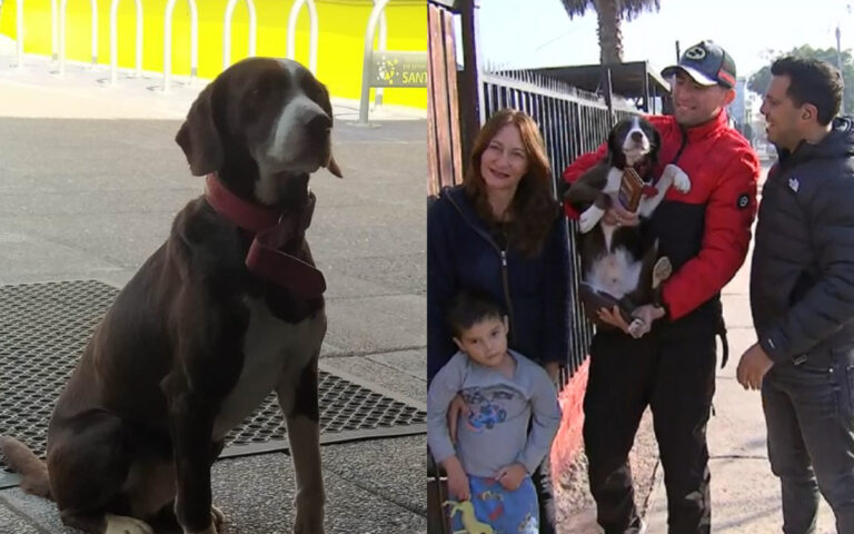 Perro perdido en Maipú se reencontró con su familia