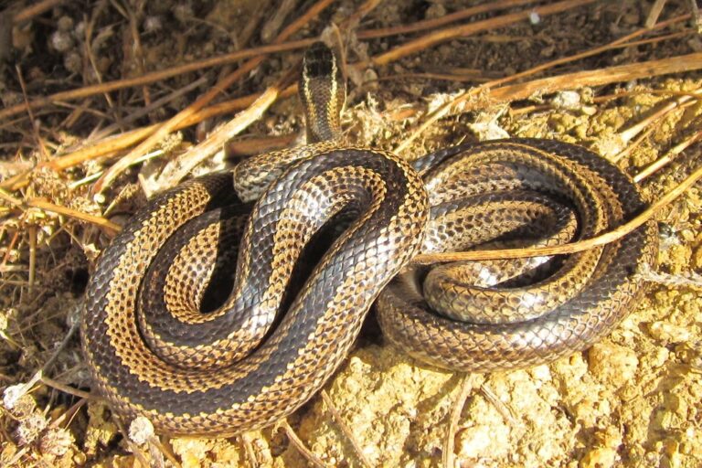 Culebra de cola larga: la serpiente venenosa hallada en La Granja