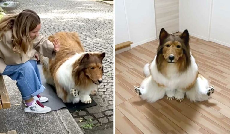 La historia del japonés que gastó $11 millones para ser un perro