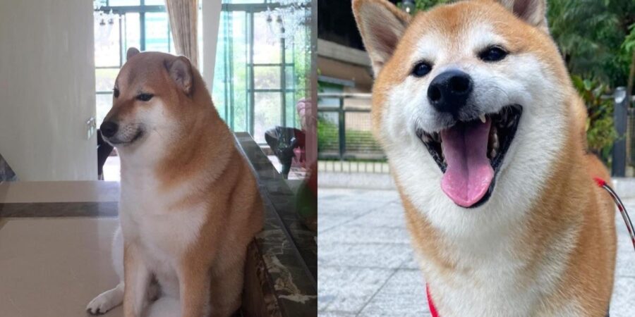 Perro meme | The Clinic