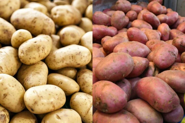 Llegó la papa argentina: Estas son sus diferencias con la chilena