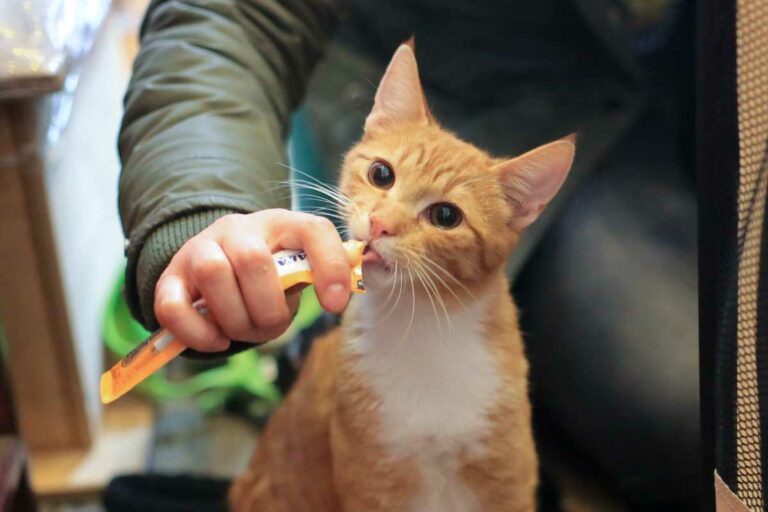 Hongo que afecta a gatos: doctora explica cómo prevenir y tratarlo