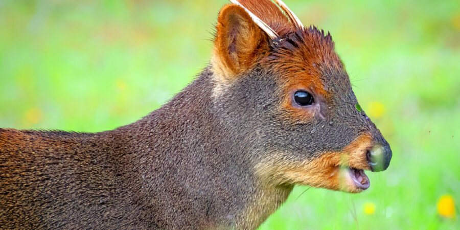 Bomberos en Concepción logran rescatar a pudú de incendios