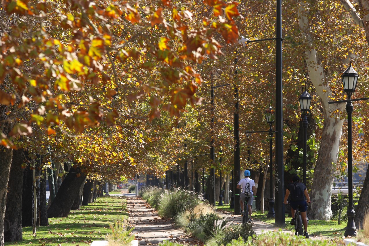 El proyecto que permite escuchar los árboles del Parque Forestal