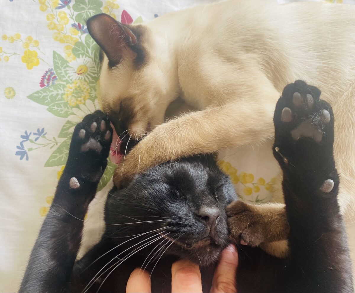 Una cat lady chilena y el estigma que visibiliza Taylor Swift