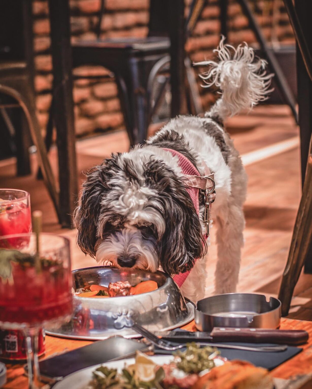 Menú de perro más sofisticados en Stgo: ahora son comensales