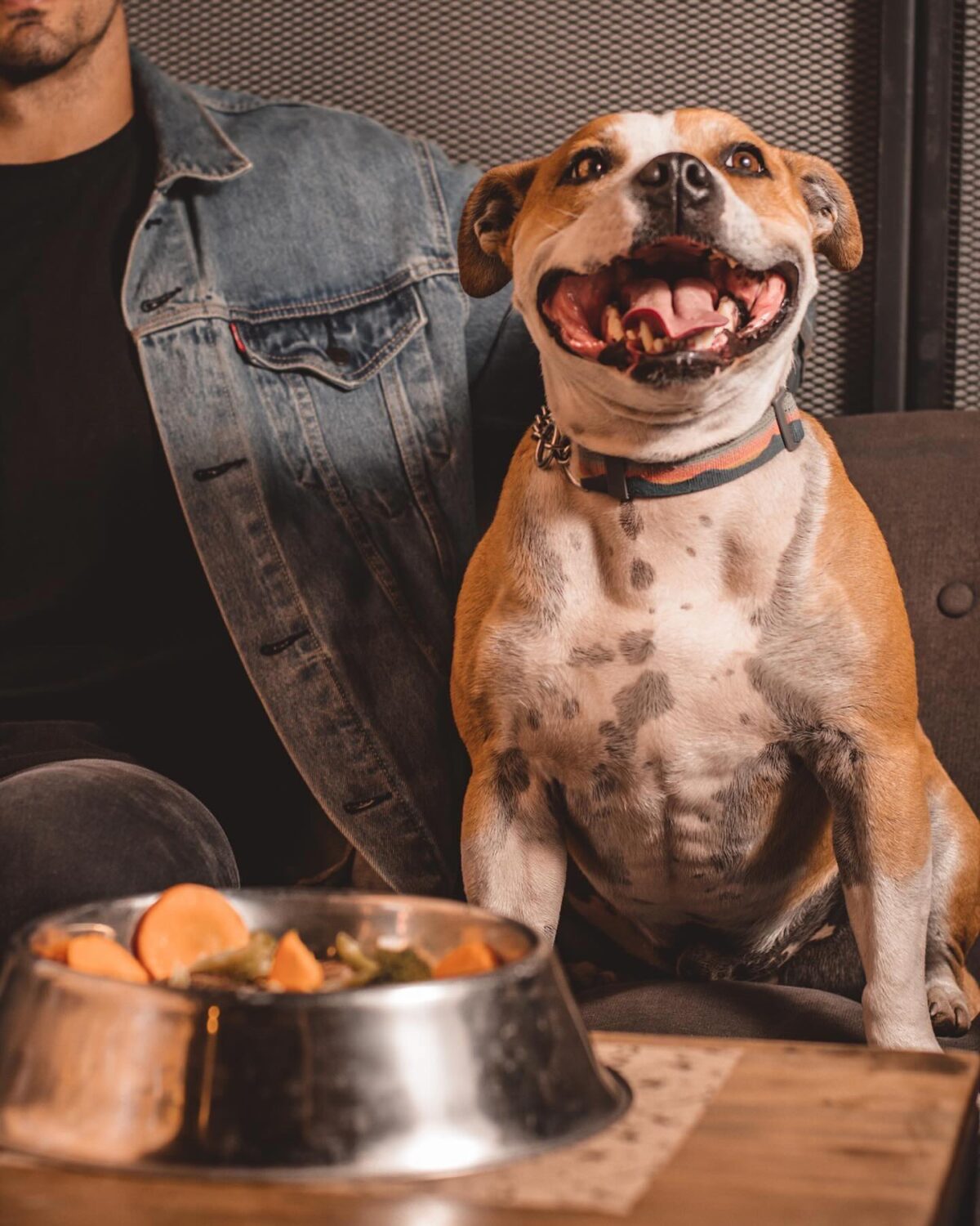 Menú de perro más sofisticados en Stgo: ahora son comensales