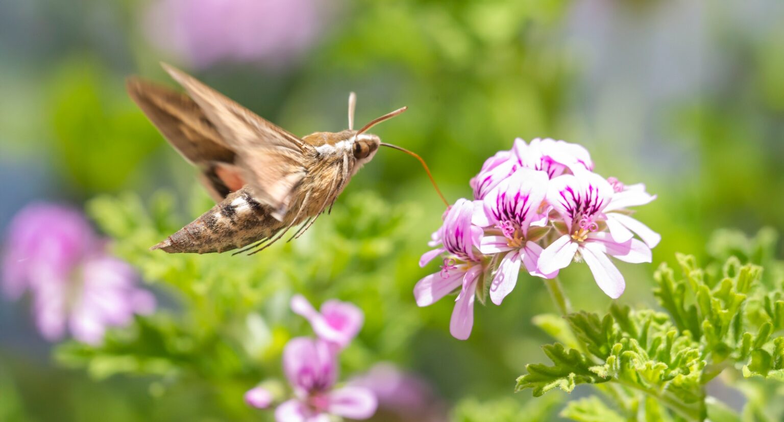 Llegada masiva de polillas a Santiago: por qué y cuánto durarán