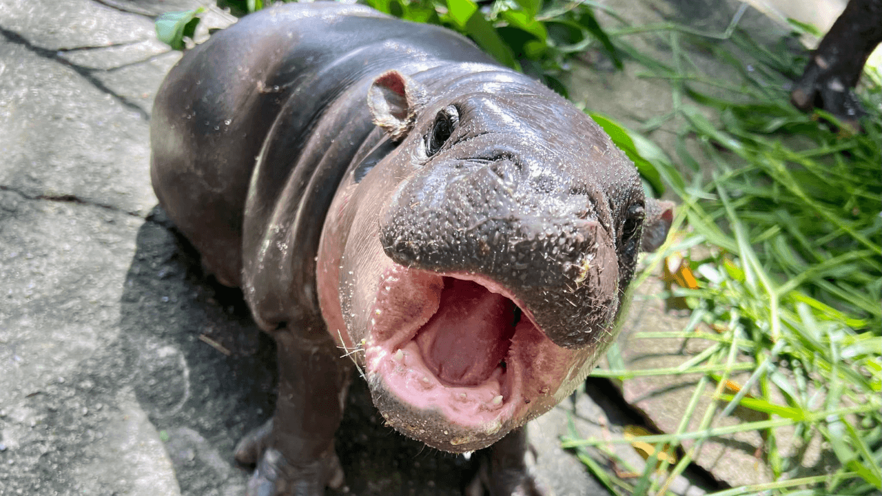 ¿Un Moo Deng en Chile? Zoológico Nacional anuncia mejoras en el recinto ...