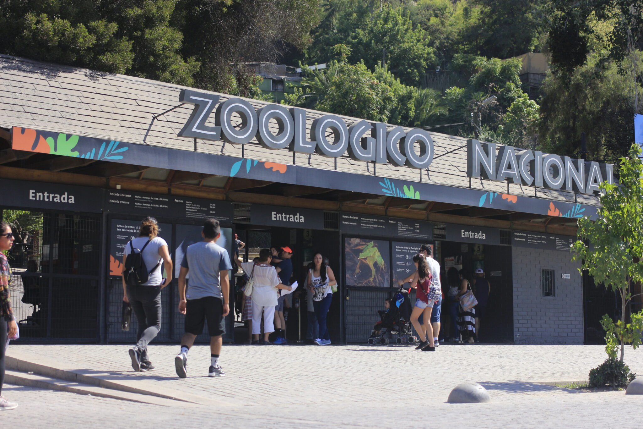 ¿Un Moo Deng en Chile? Zoológico Nacional anuncia mejoras en el recinto ...