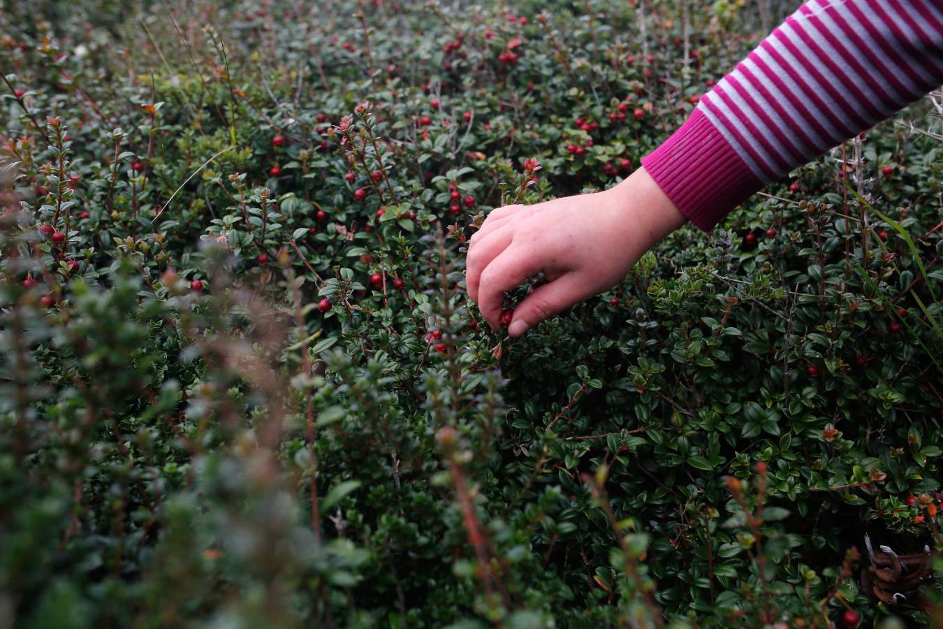 Nutricionista busca curar el hígado graso con murtilla