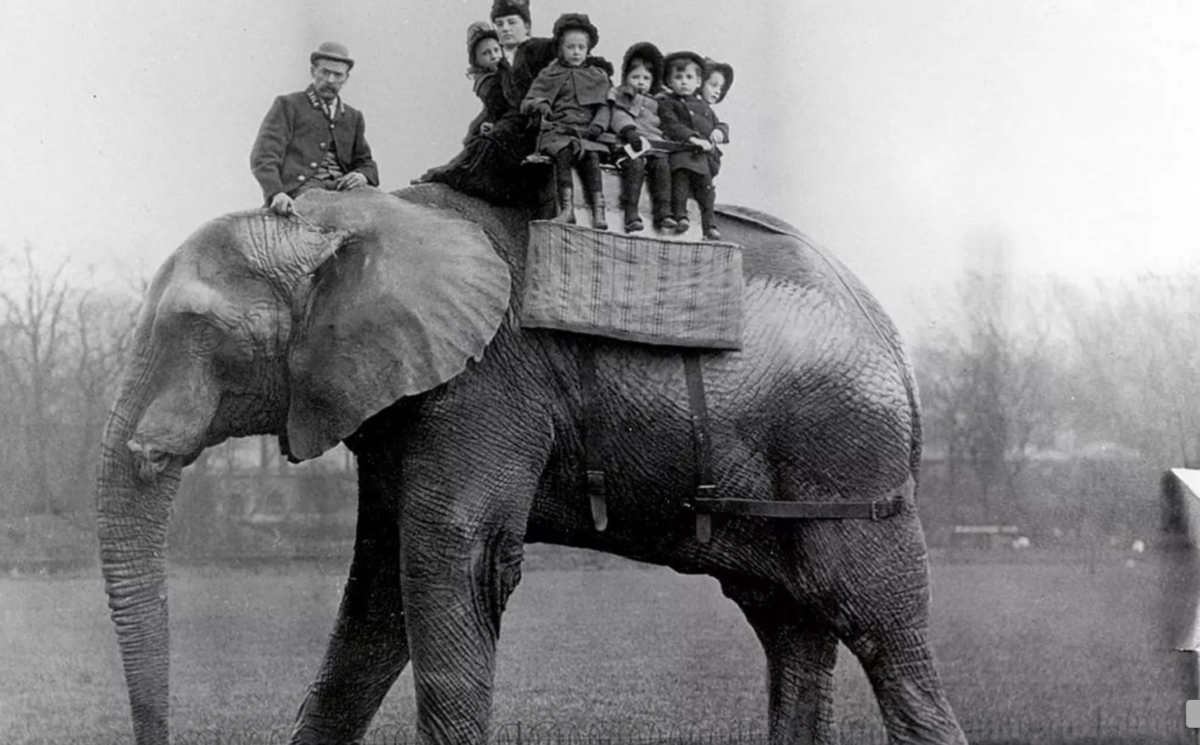La trágica historia del elefante que dio nombre a la cadena Jumbo