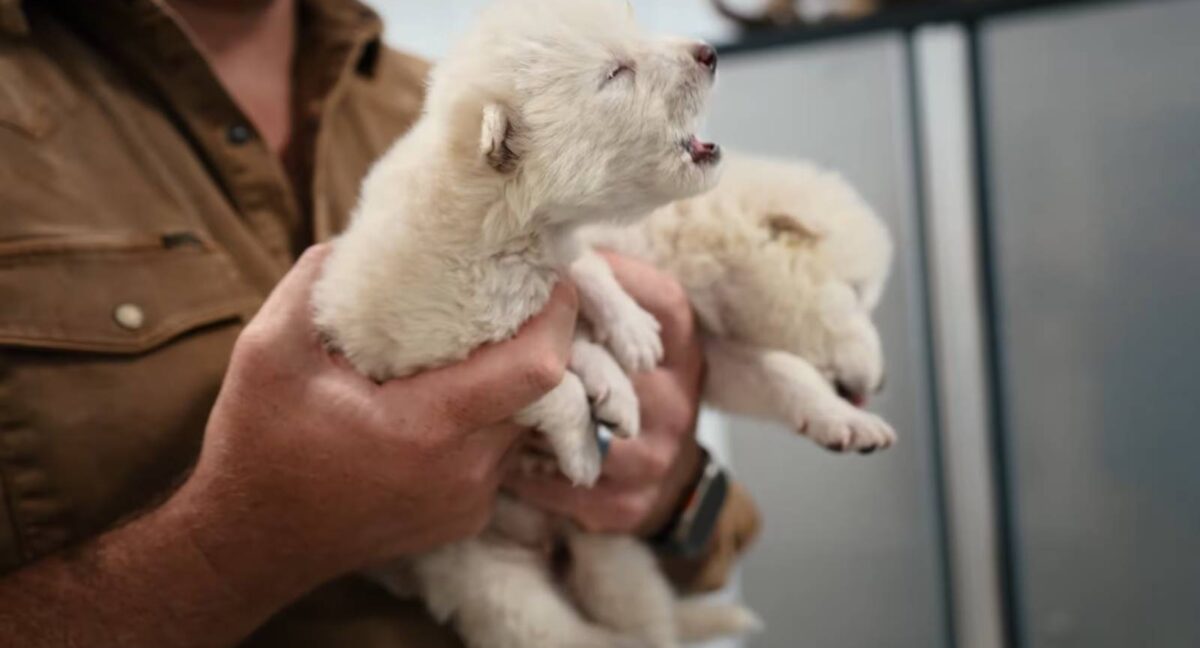 Colossal Biosciences | The Clinic