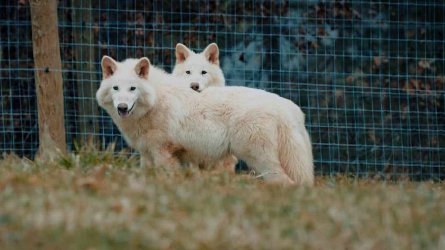 Científicos reviven a extintos lobos gigantes de "Game of Thrones ...