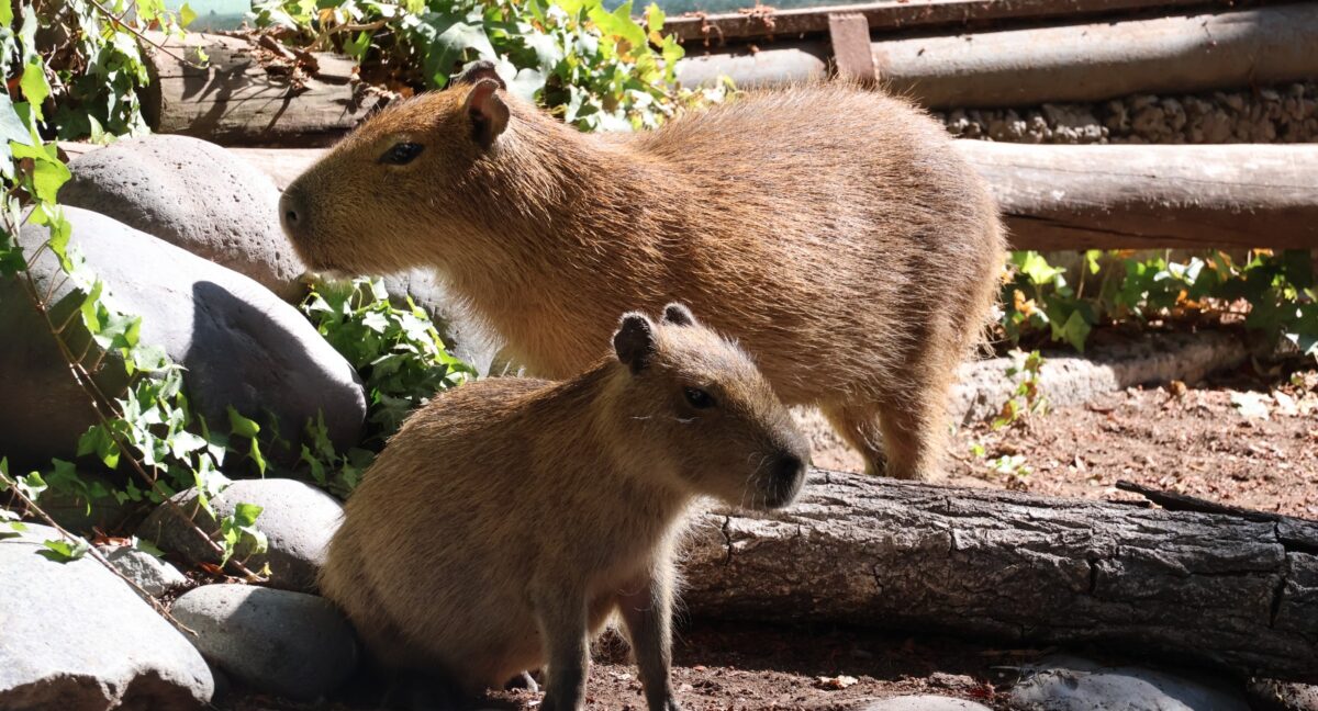 Capibara Fest anuncia nueva versión en el Buin Zoo con Hola Flinko como ...