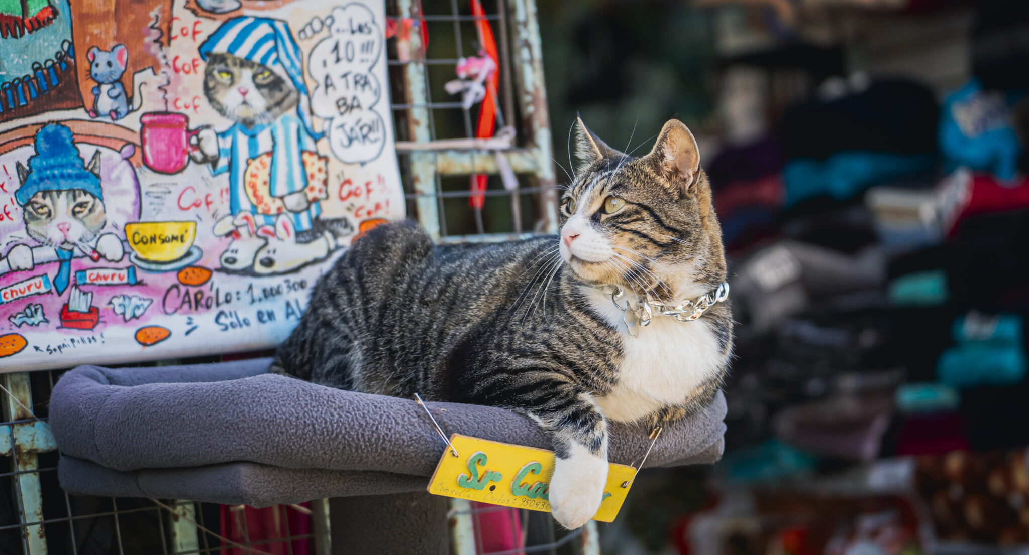 Crónica del Sr. Carolo: cómo un gato se convirtió en el símbolo pop de ...