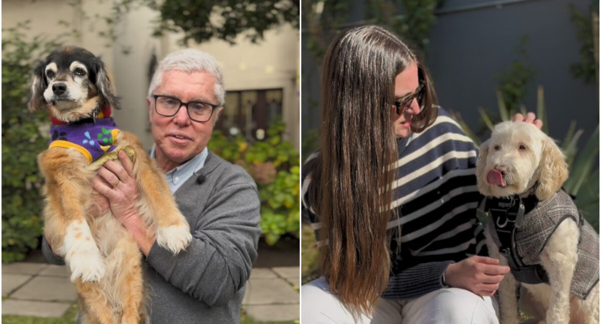 Guadalupe y Copito, la historia de los perritos que acompañan a sus ...