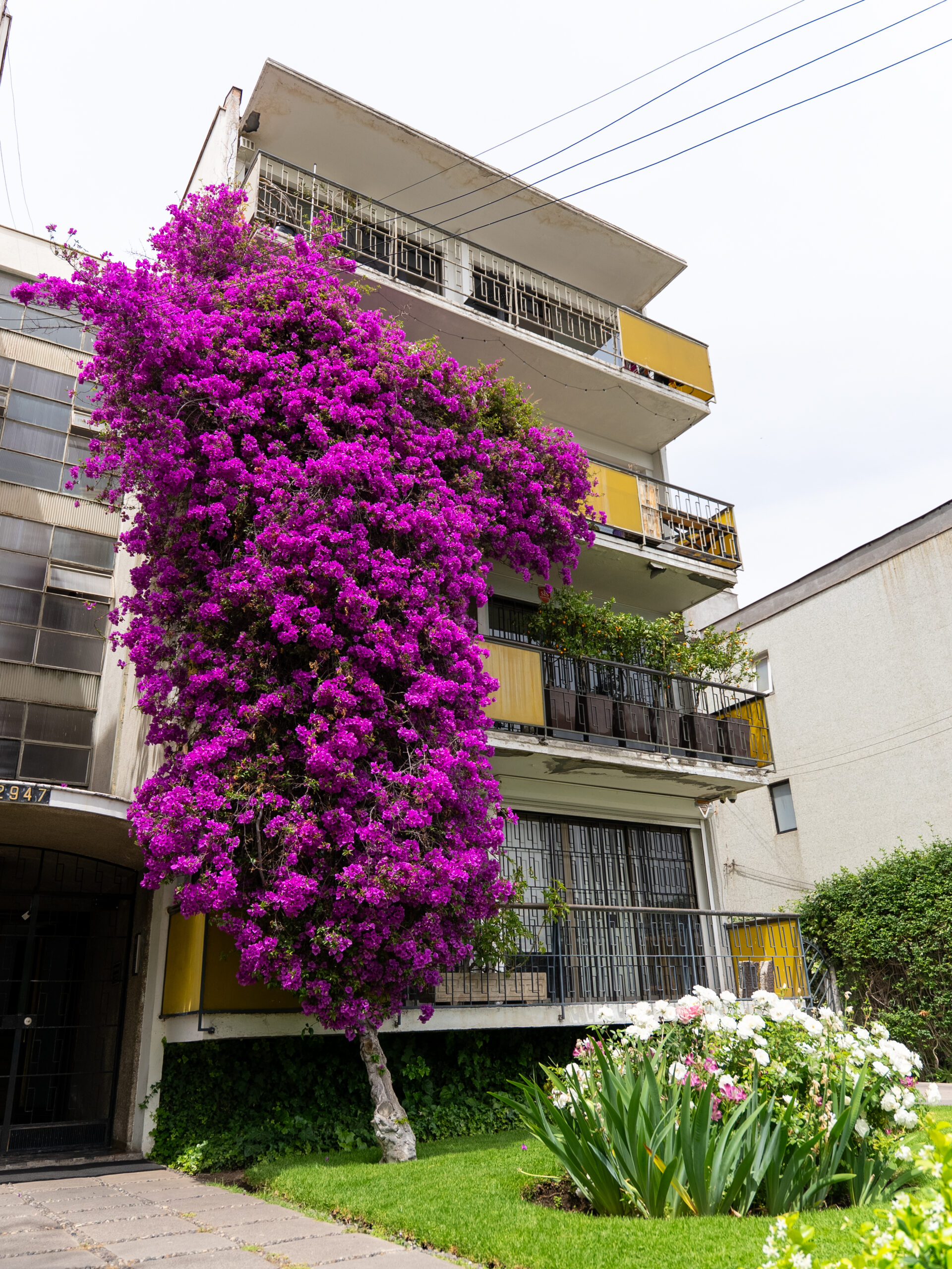 Vuelve a florecer el edificio de las bugambilias de Pocuro: los ...