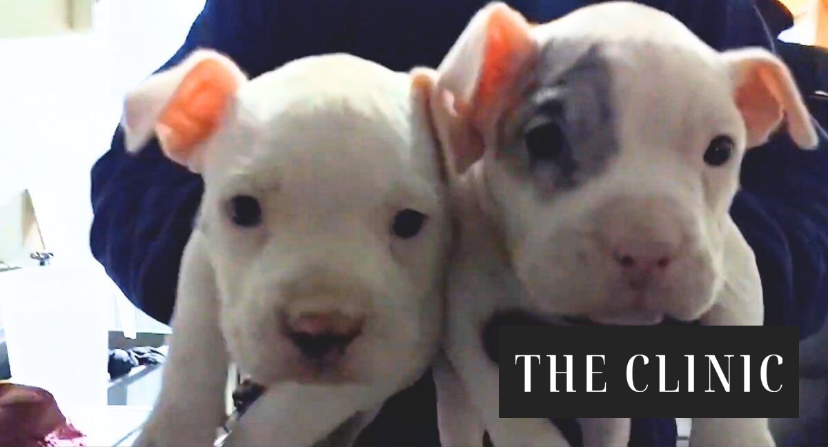 PDI captura a falso veterinario que mutilaba a perros con fines ...